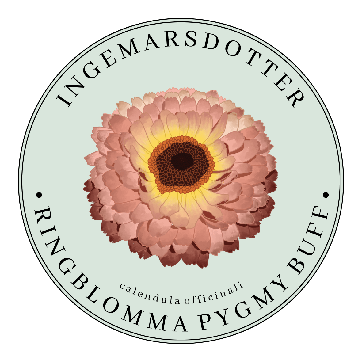 Ringblomma Pygmy Buff - Sagolik rosenskära i puderrosa nyanser ...