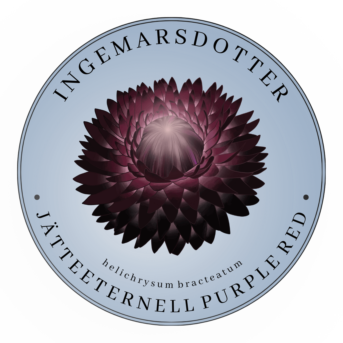 Jätte-eternell Purple Red (storpack) - Mörkast på marknaden ...