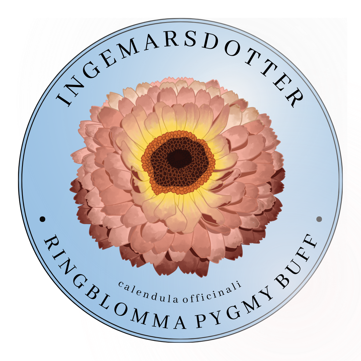 Ringblomma Pygmy Buff - frö i i söta burkar från Ingemarsdotter