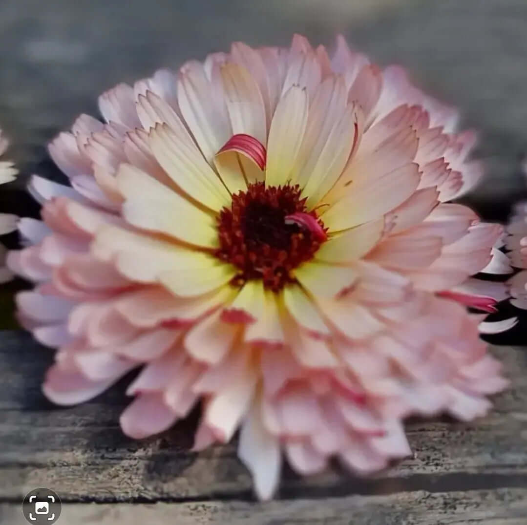 Ringblomma Pygmy Buff - Sagolik rosenskära i puderrosa nyanser ...