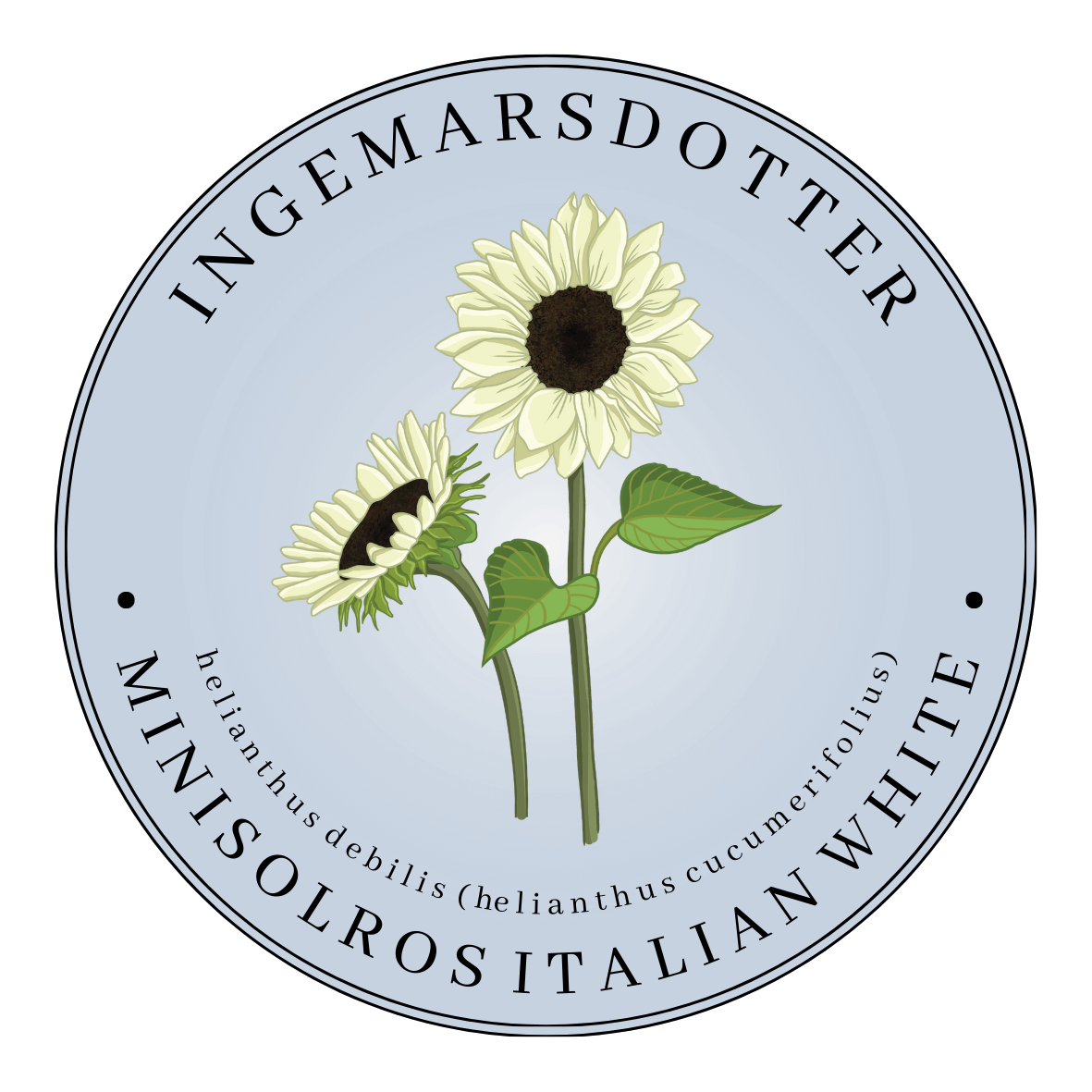 Solros Italian white - Frön i söta burkar från Ingemarsdotter