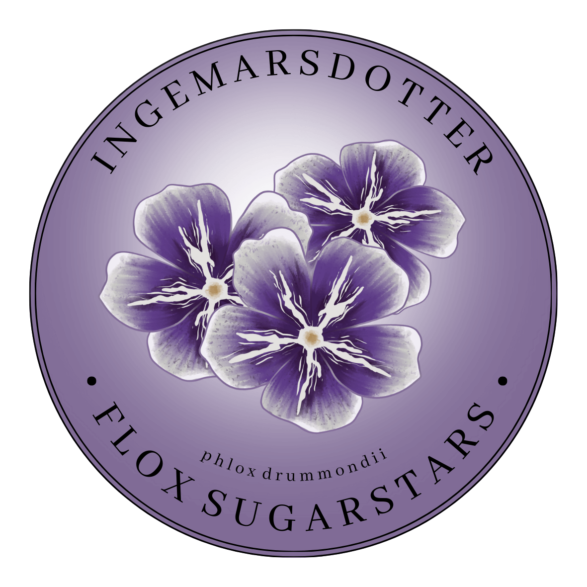 Flox drumondii Sugar Stars (storpack) - lila och vita sjärnor i flock ...