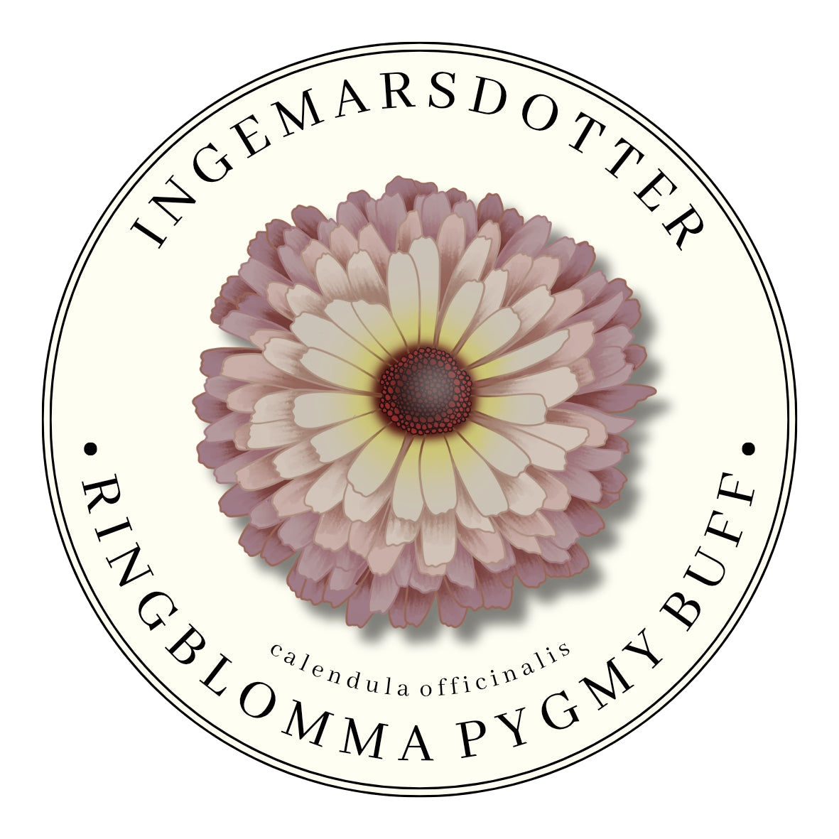 Ringblomma Pygmy Buff - Sagolik rosenskära i puderrosa nyanser ...